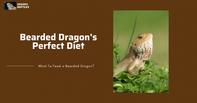 What To Feed Your Bearded Dragon? The Complete Beardie Diet • Desired ...