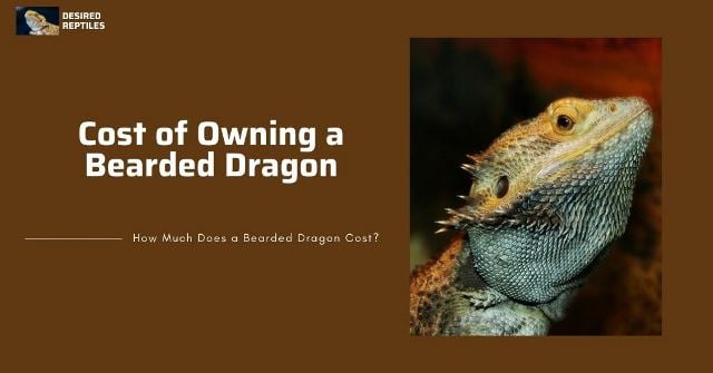 How Much Does A Bearded Dragon Cost? The Ultimate Price Guide • Desired ...